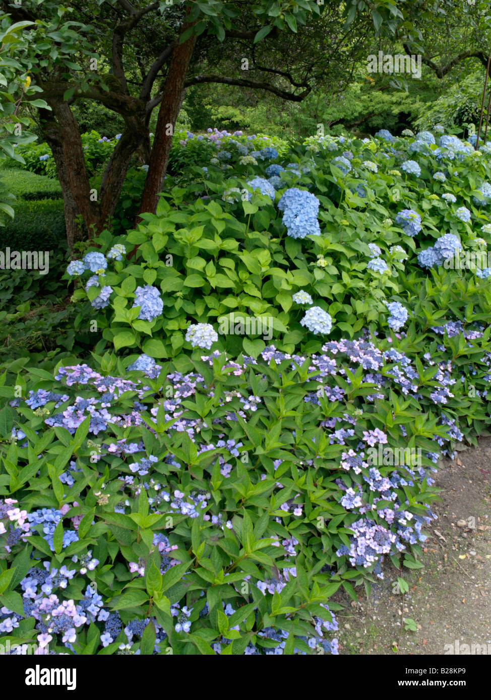 Blue hydrangea shrubs hi-res stock photography and images - Alamy