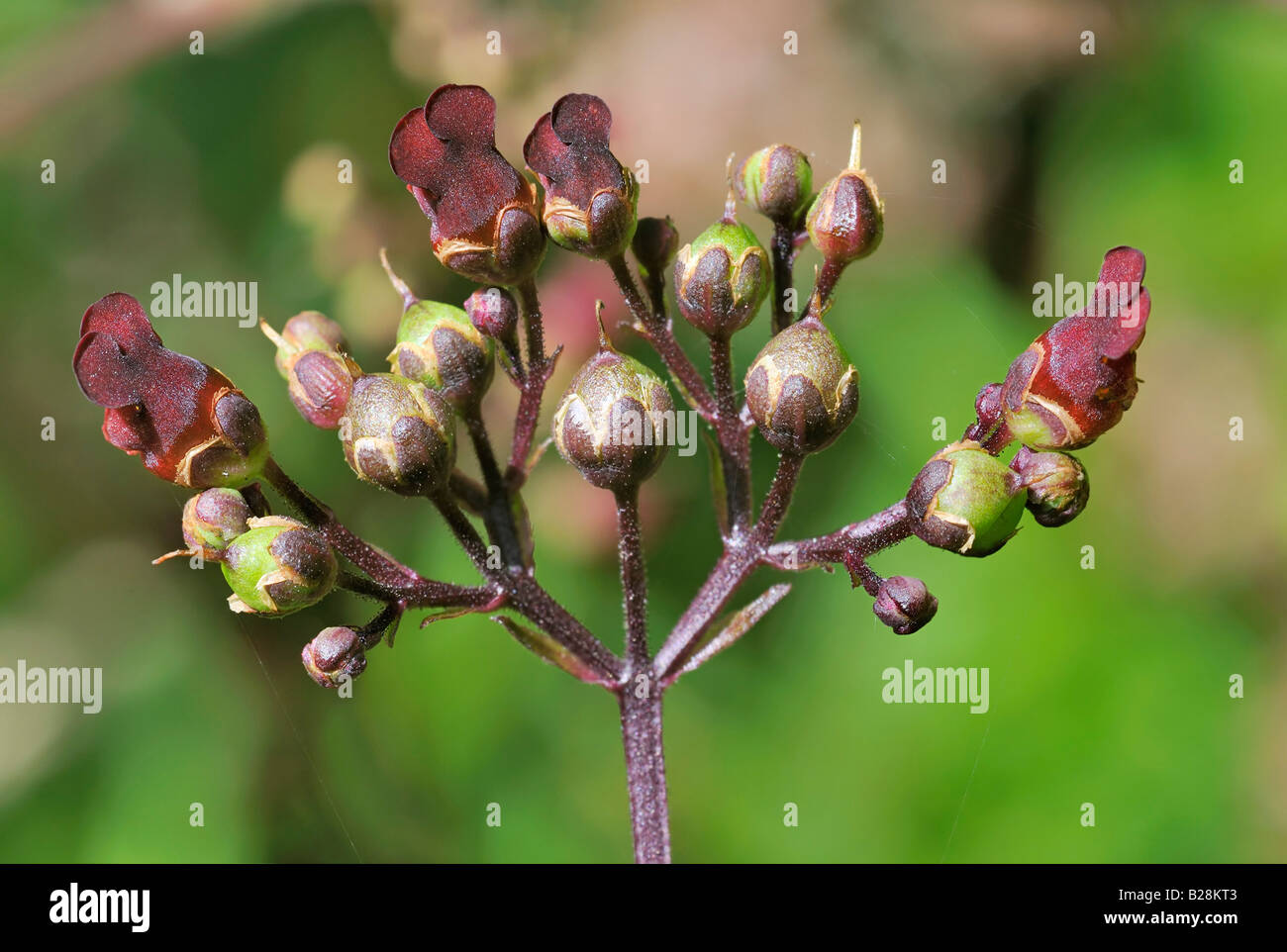 Water Figwort Scrophularia auriculata Stock Photo - Alamy