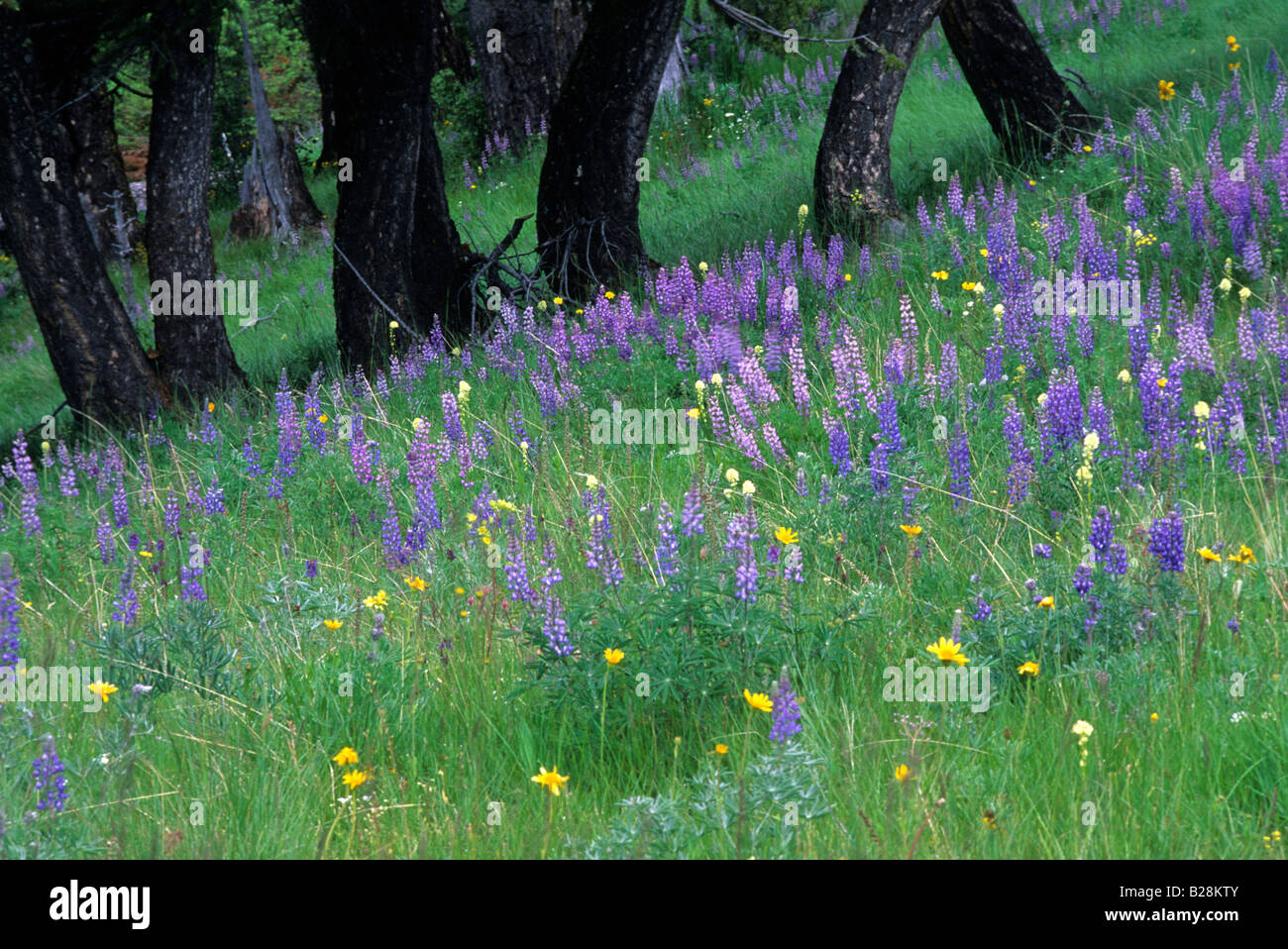 Lupines along Red Sleep Mountain Drive, National Bison Range, Montana ...