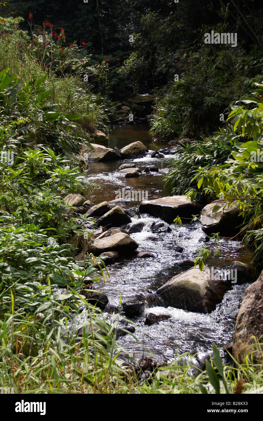 Stream in the Atlantic Rainforest Stock Photo - Alamy