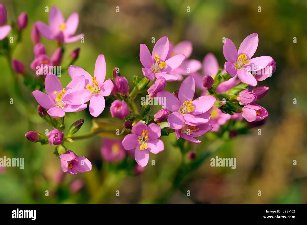 Common Centaury Centaurium erythraea Stock Photo - Alamy