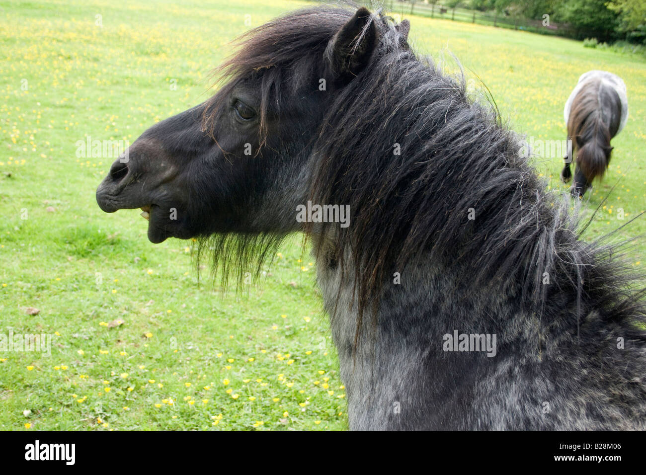 Head and shoulders of black pony snarling. Closeup nose. Horizontal ...