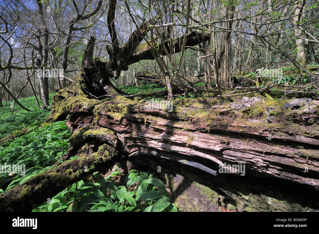 Large tall old fallen hi-res stock photography and images - Alamy