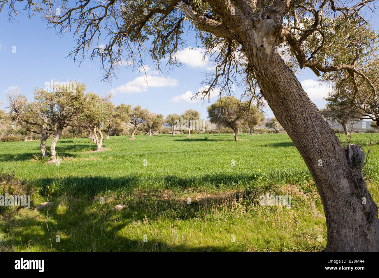 Olive trees growing among the crops on the Akamas Peninsular, Cyprus ...