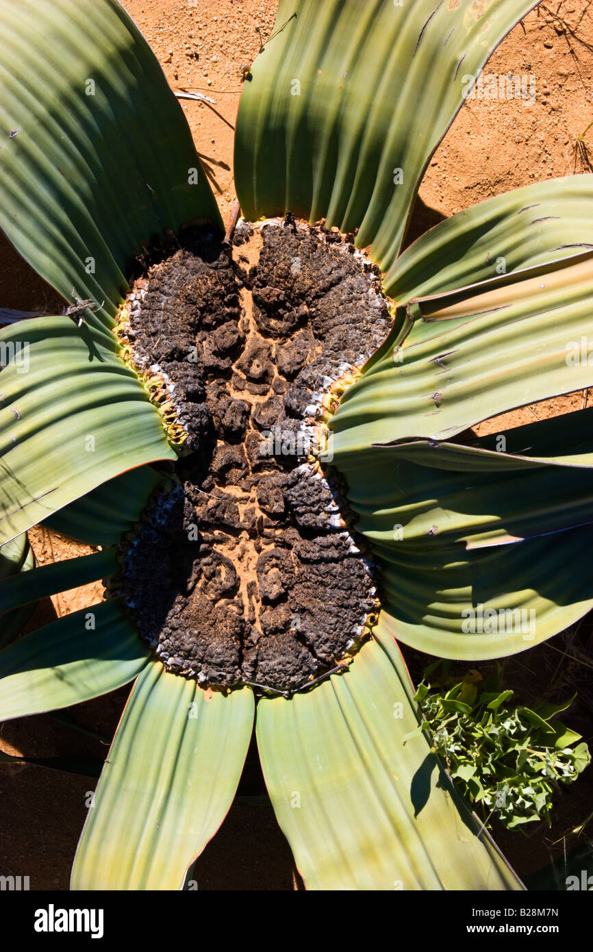 A Welwitschia Plant ( Welwitschia mirabilis ) in the Namib Desert ...
