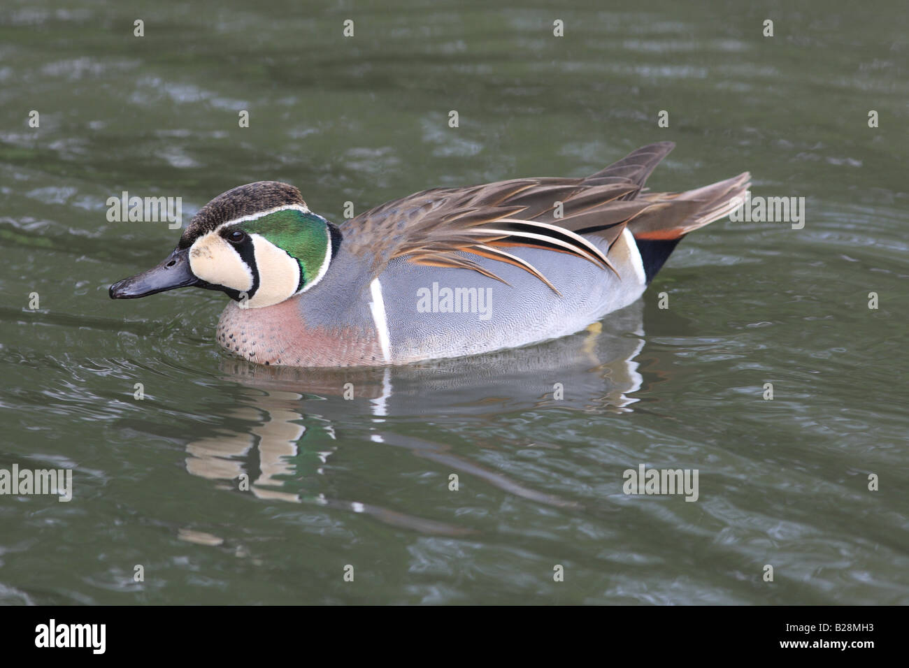 BAIKAL TEAL Anas formosa DRAKE SWIMMING SIDE VIEW Stock Photo - Alamy