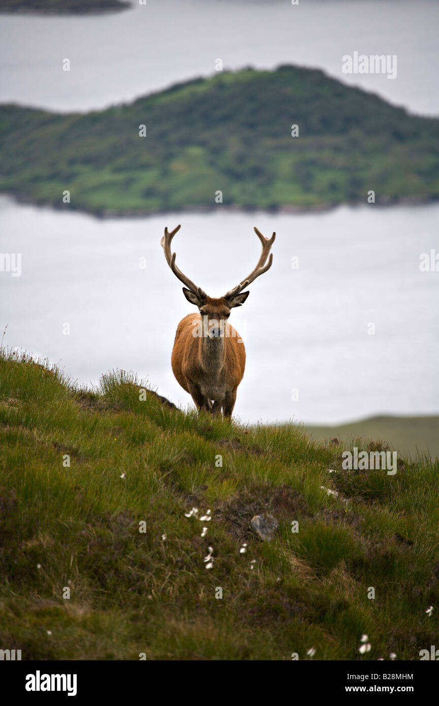 Stack of antlers hi-res stock photography and images - Alamy
