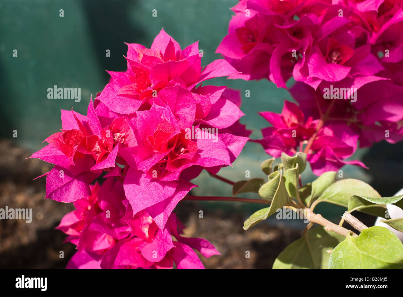 Mahara High Resolution Stock Photography and Images - Alamy