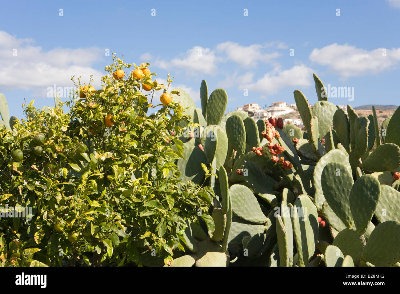 Orange tree cyprus hi-res stock photography and images - Alamy