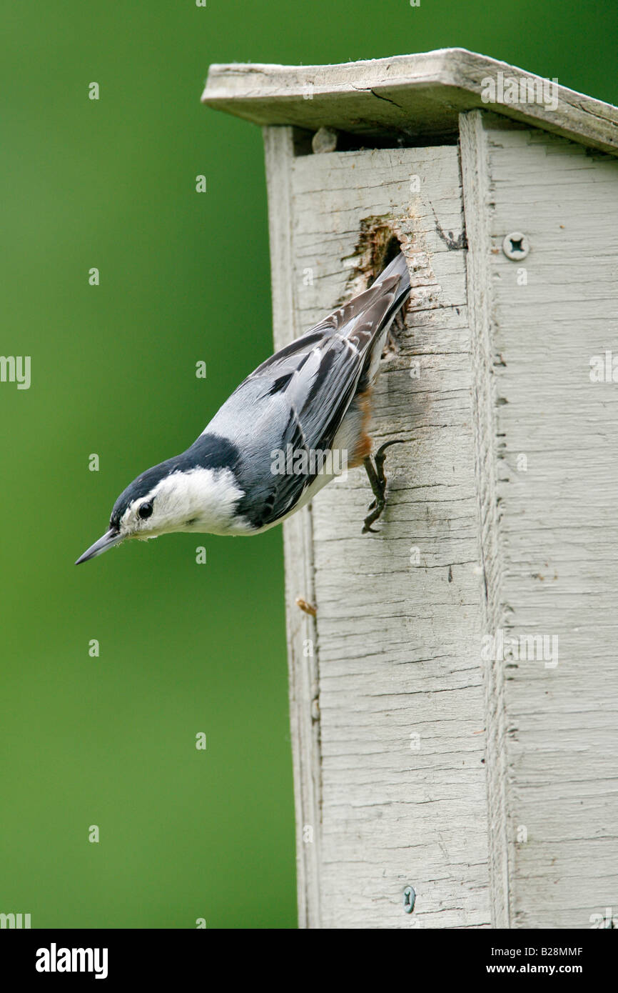 White breasted Nuthatch on Nest Box Vertical Stock Photo - Alamy