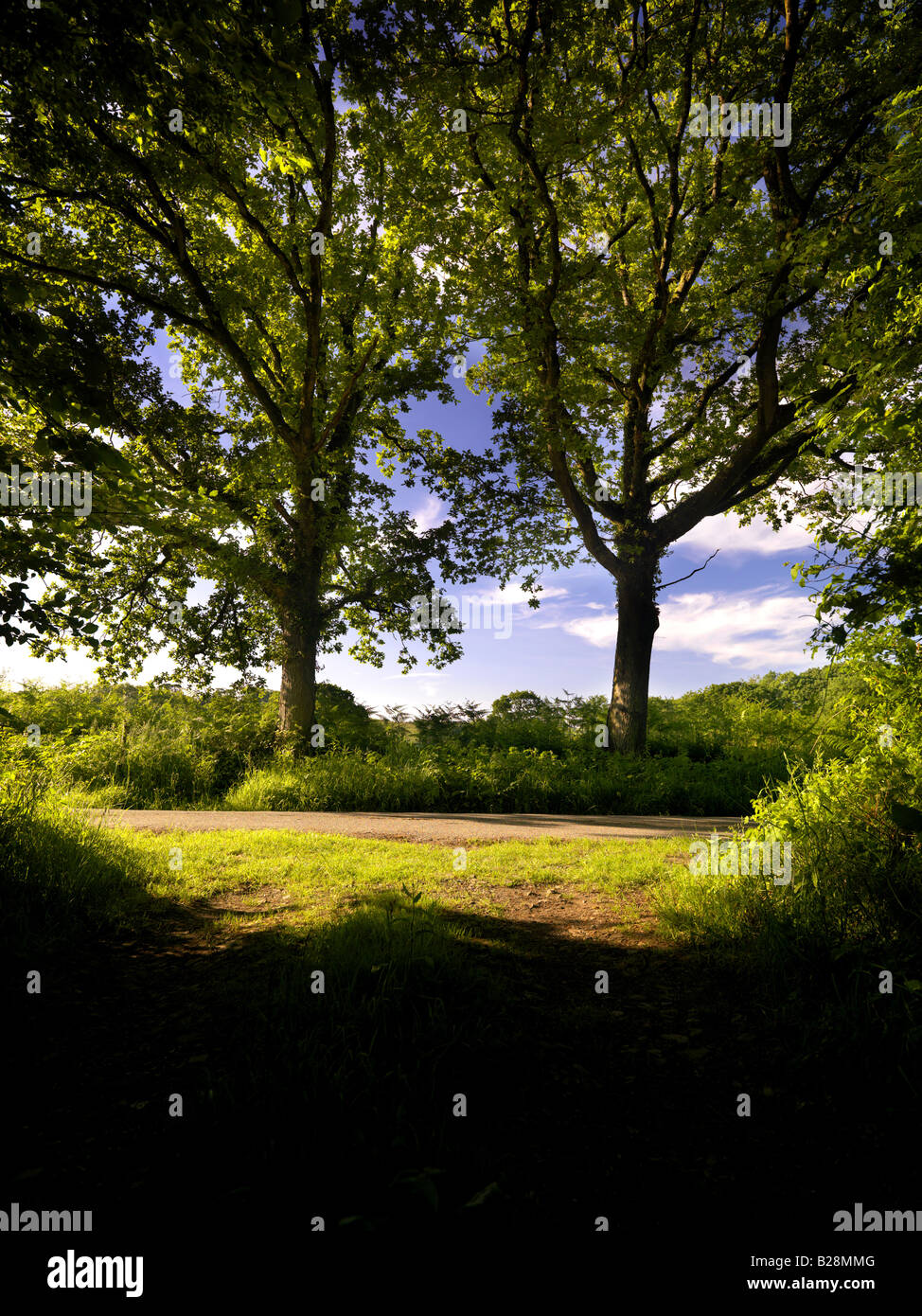 Two backlit oak trees with a sunny forground Stock Photo - Alamy