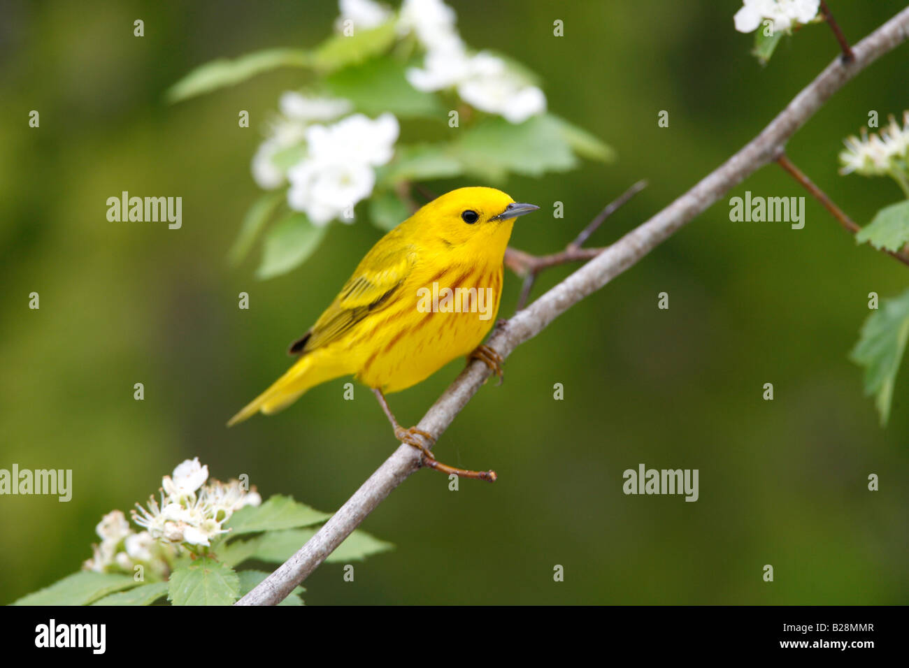 Warbler hi-res stock photography and images - Alamy