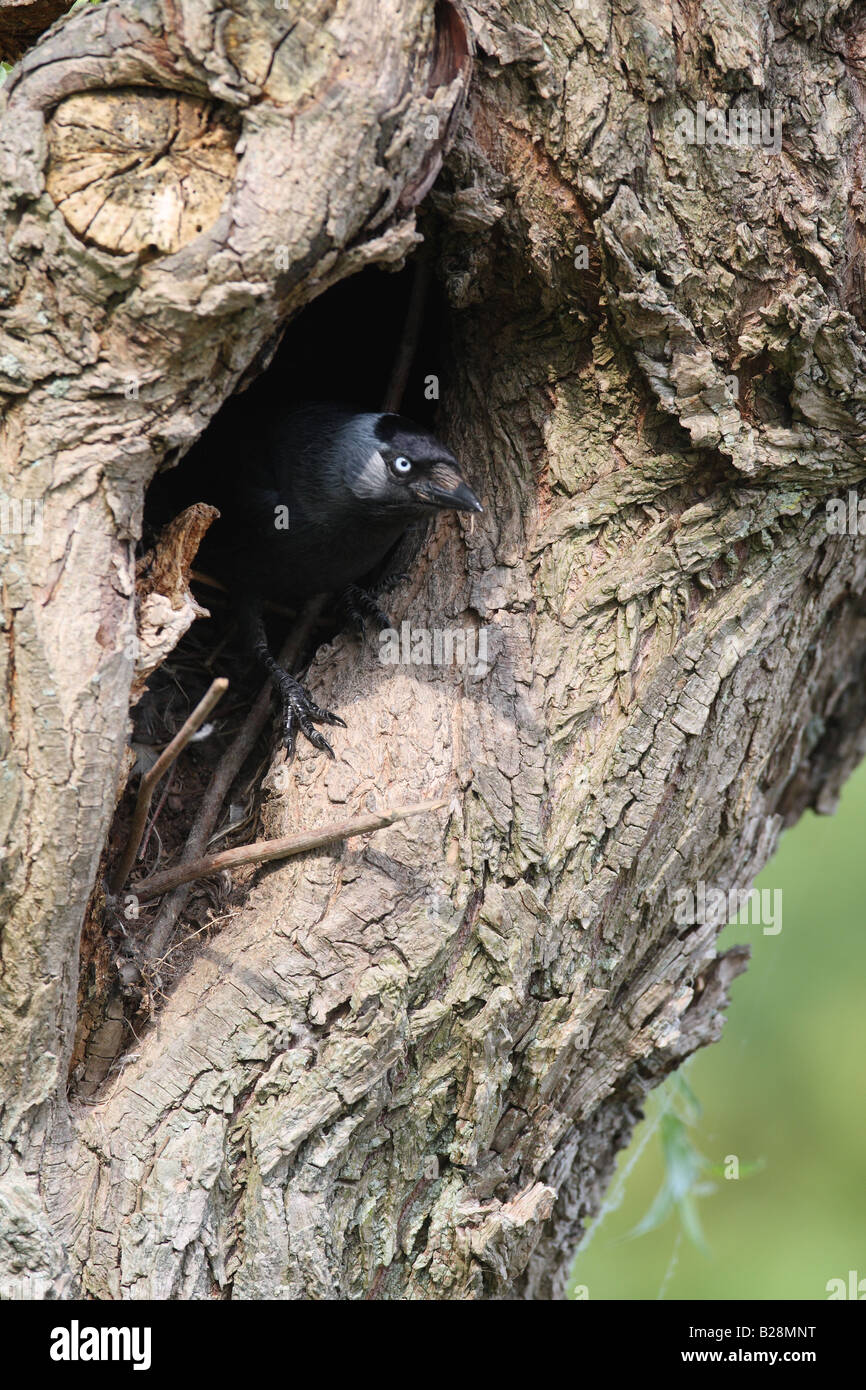 Jackdaw And Nest Hole High Resolution Stock Photography and Images - Alamy