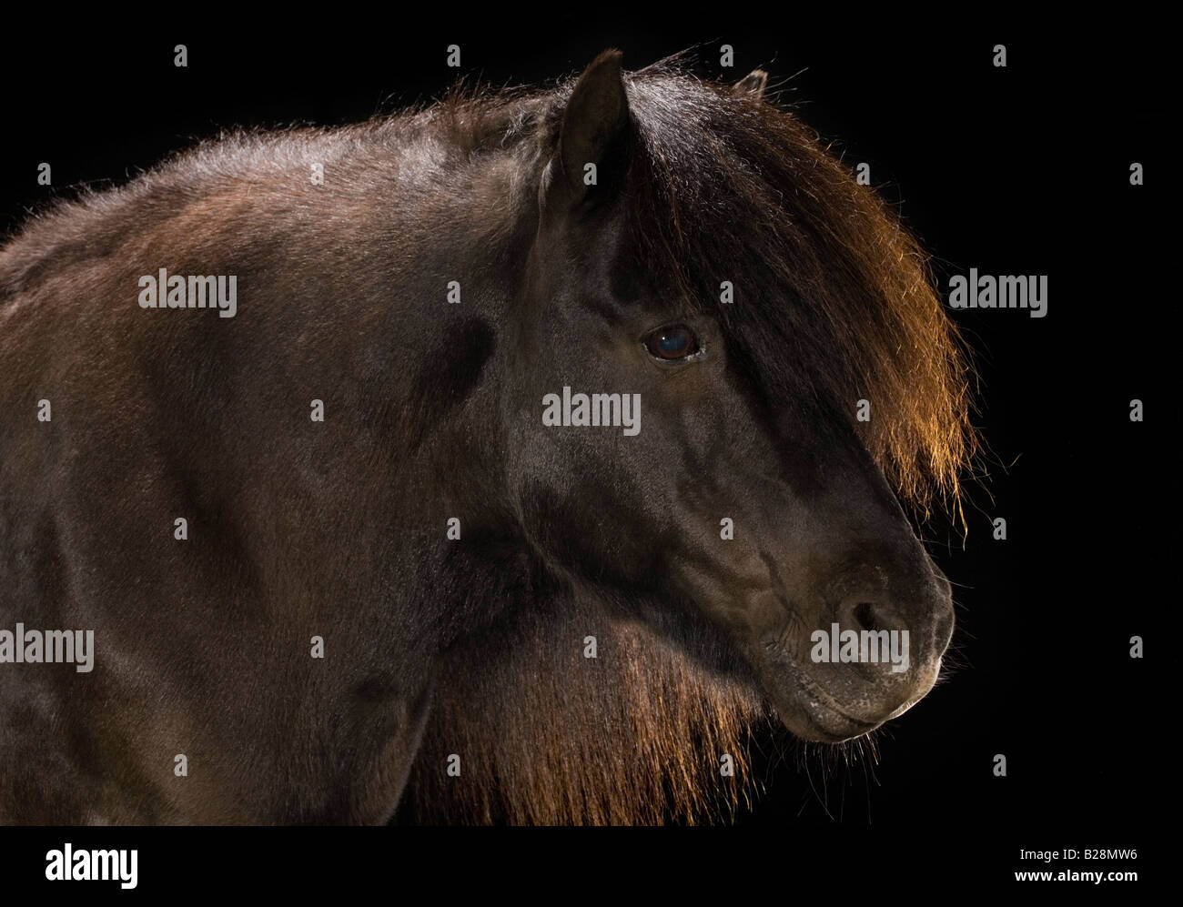 Black Stallion Shetland Pony Stock Photo - Alamy