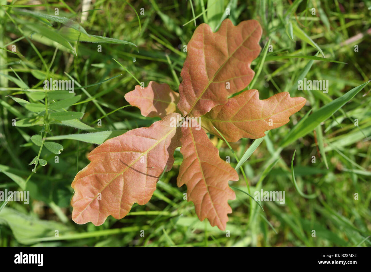 Seedling oak hi-res stock photography and images - Alamy