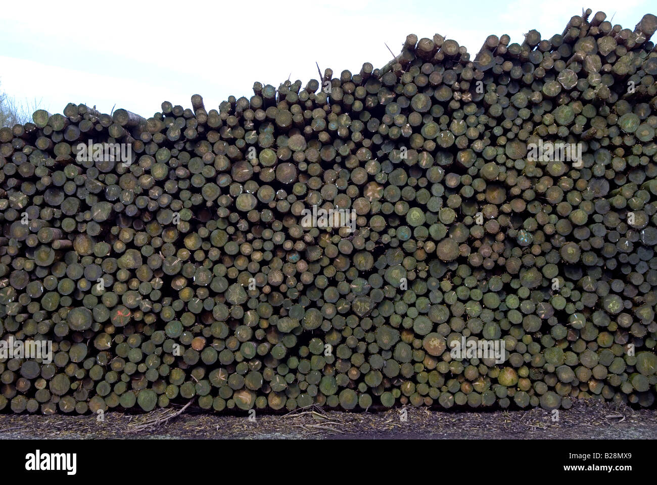Wood logs for the building industry stacked ready for transportation by ...