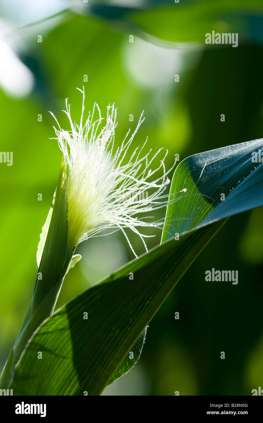 Maize flower hi-res stock photography and images - Alamy