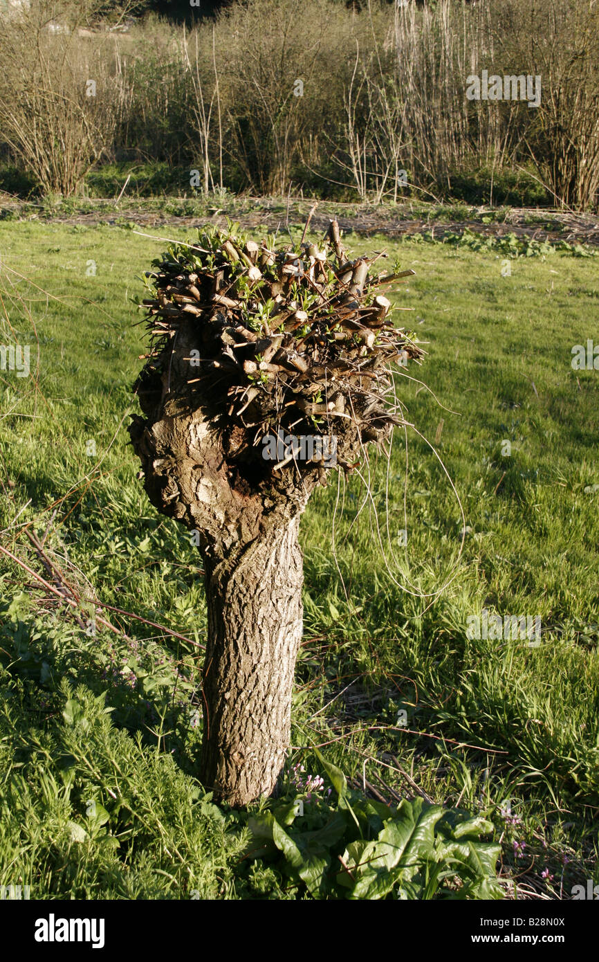 one cut tree top trunk in field in country Stock Photo - Alamy