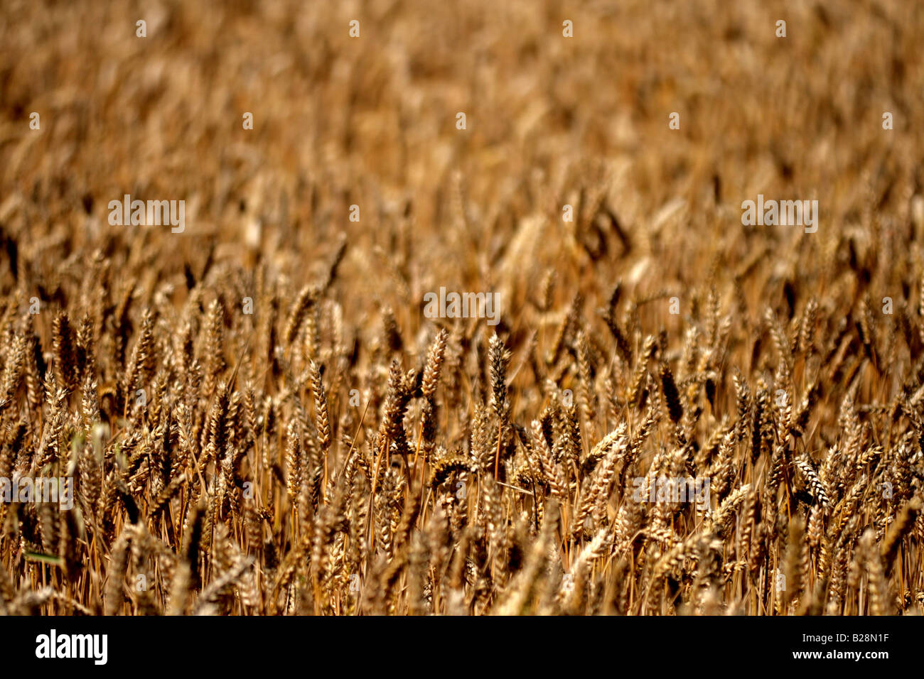 Field trip ideas hi-res stock photography and images - Alamy