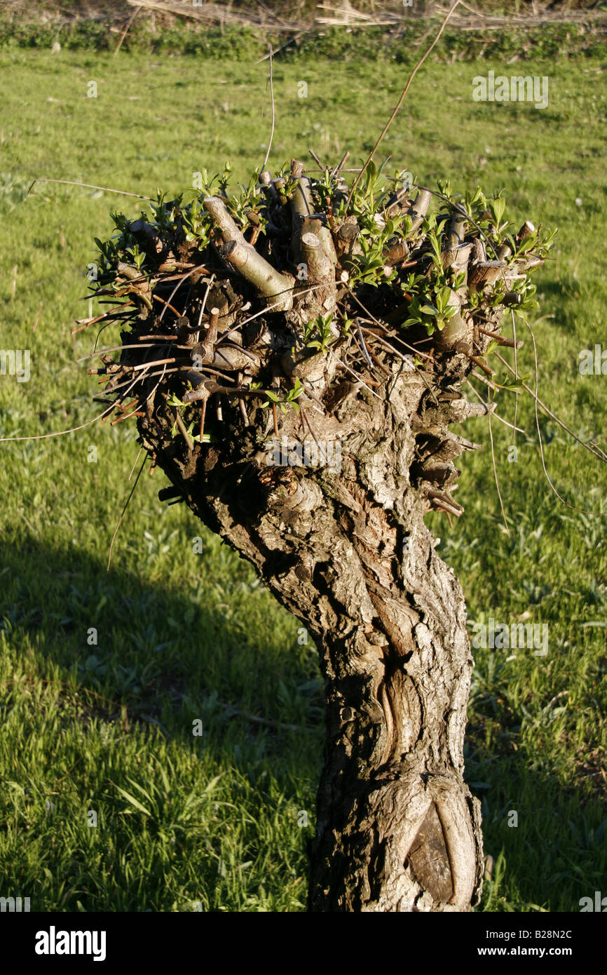 one cut tree top trunk in field in country Stock Photo - Alamy