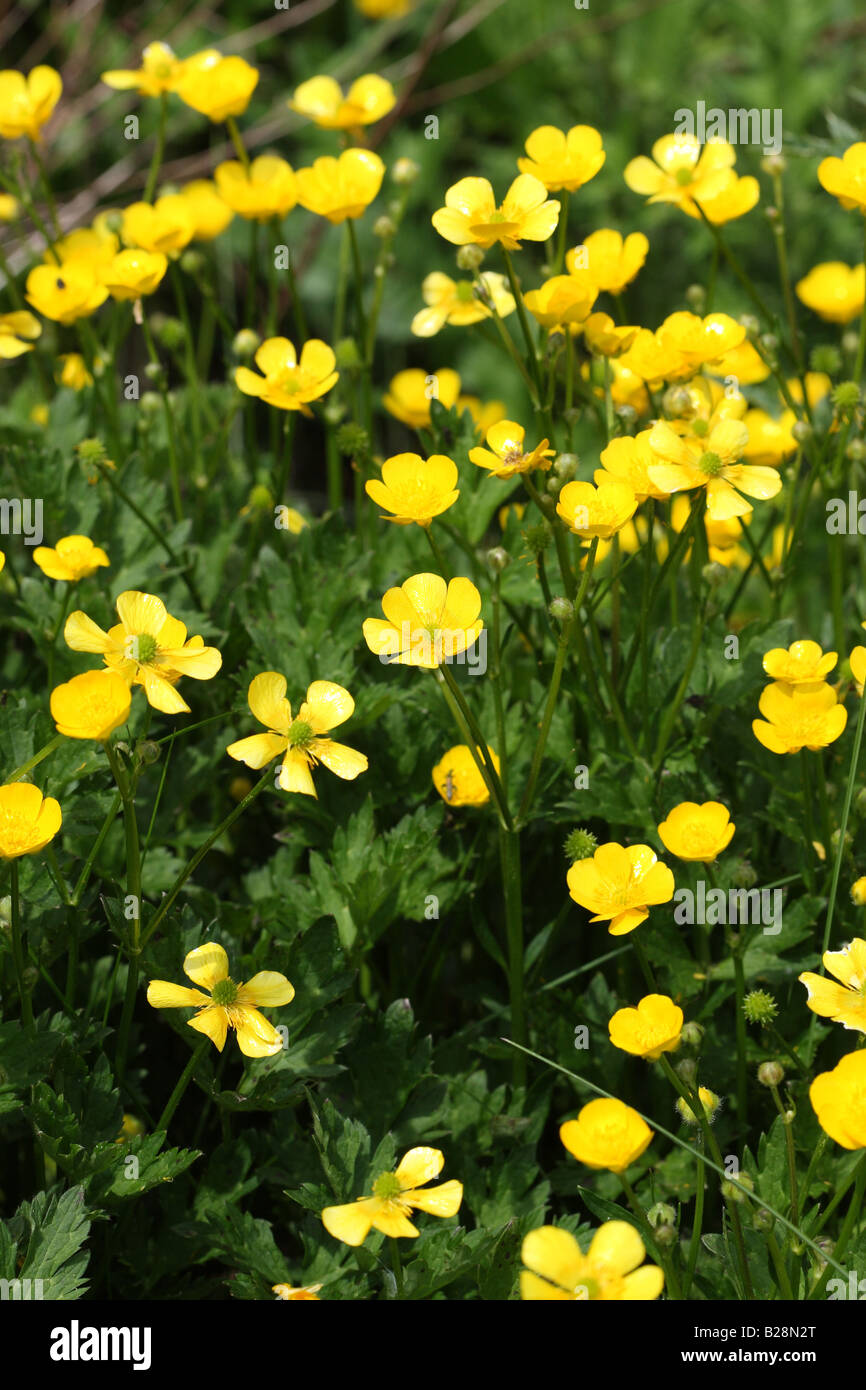 BUTTERCUP Ranunculus repens PLANTS IN FLOWER Stock Photo - Alamy