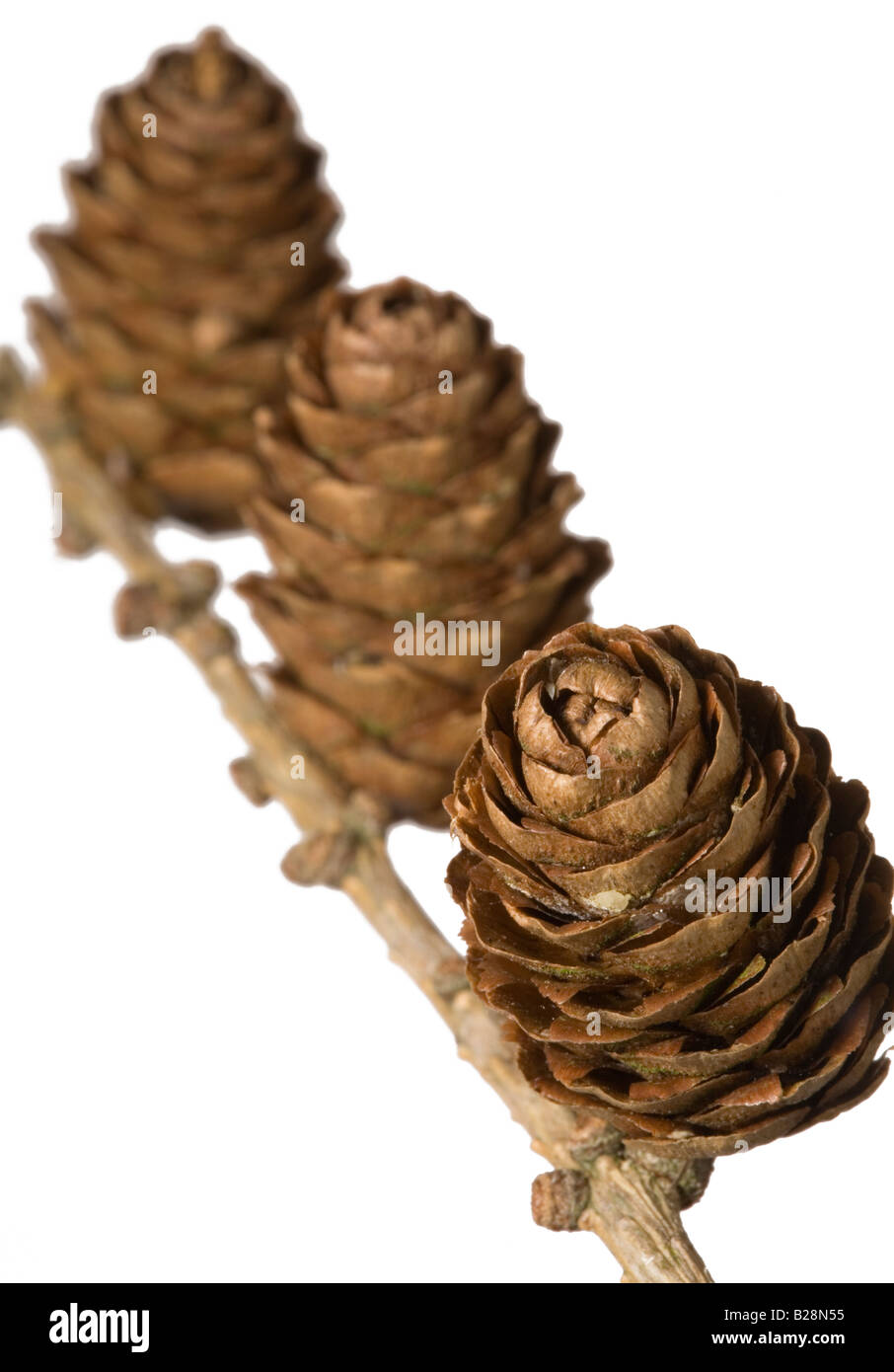 3 Larch Fir Cones Stock Photo - Alamy