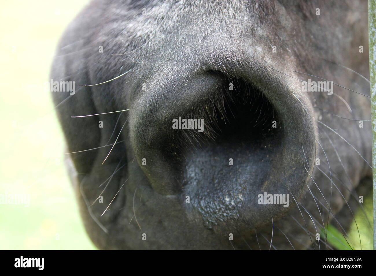 Nostril of black pony or foal (Equus ferus caballus). Closeup nose ...