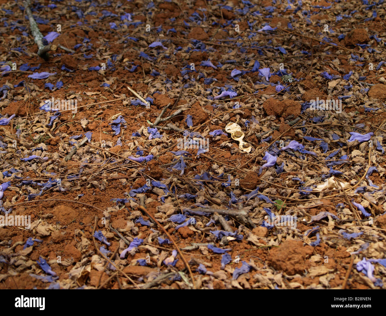 Jacaranda tree petals hi-res stock photography and images - Alamy