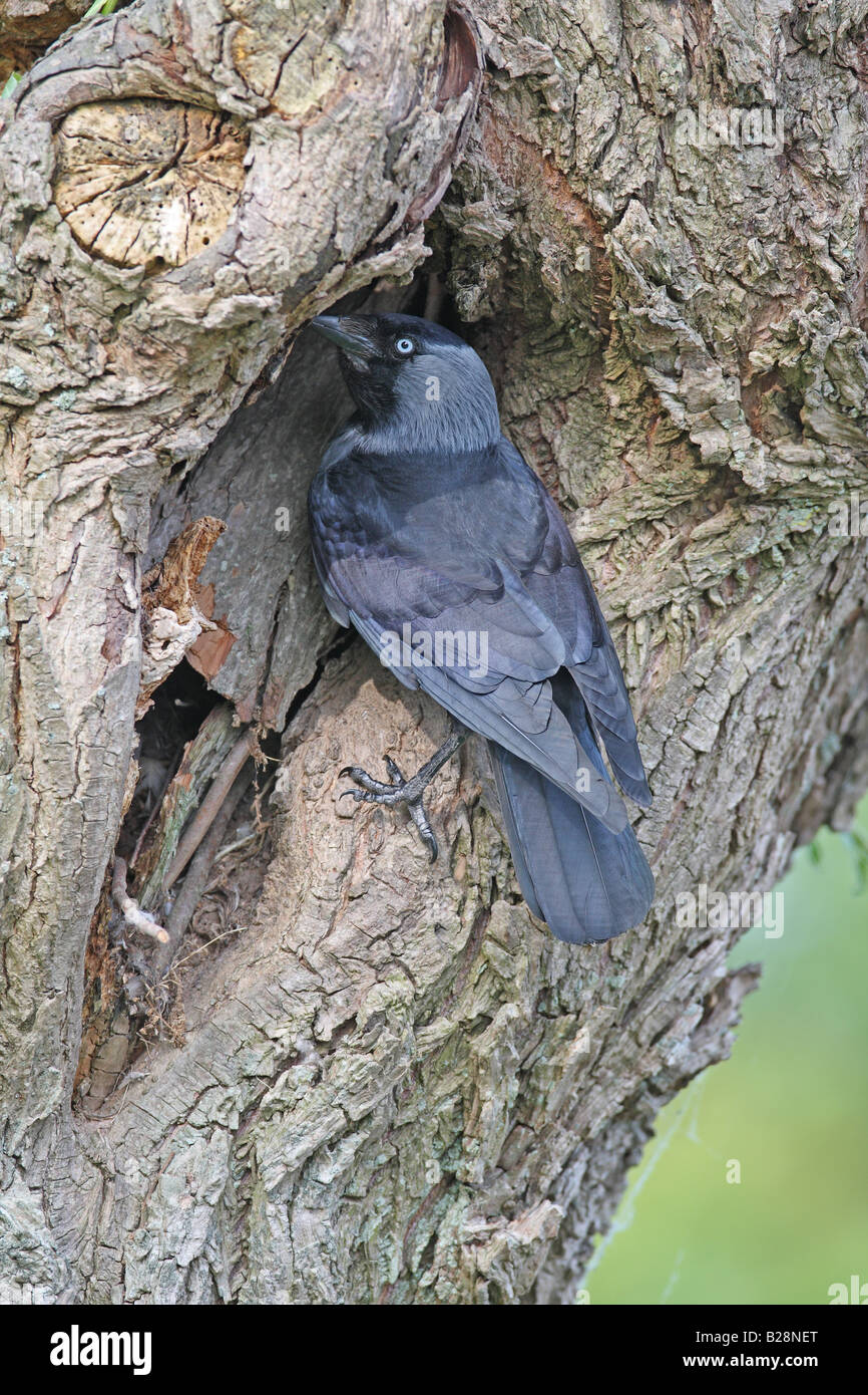 Jackdaw tree nest hi-res stock photography and images - Alamy