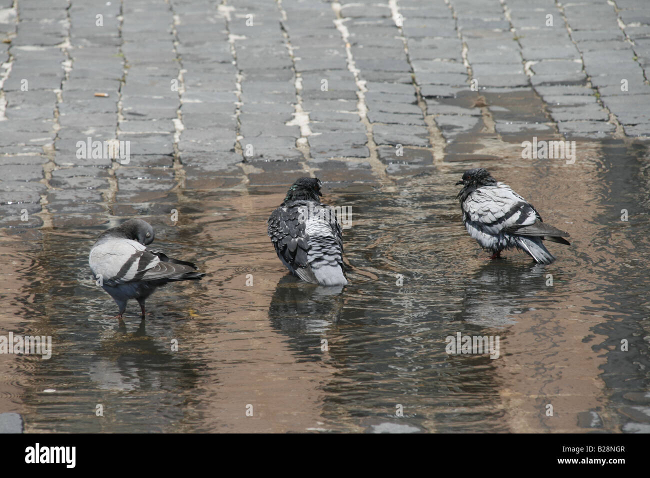 pigeons bathing in water puddle on street in town Stock Photo - Alamy