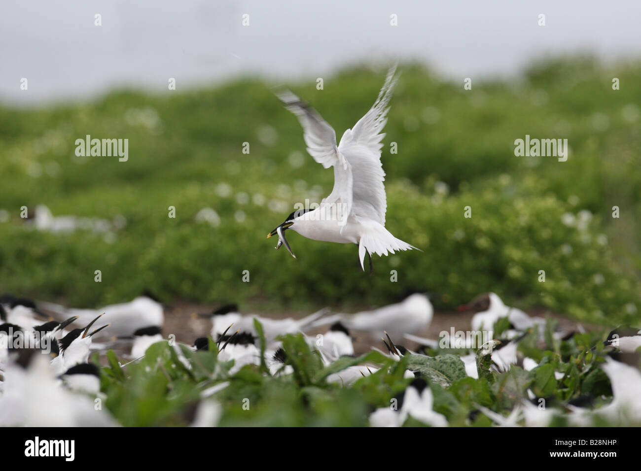 SANDWICH TERN Sterna sandvicensis LANDING IN COLONY WITH SAND EEL Stock ...