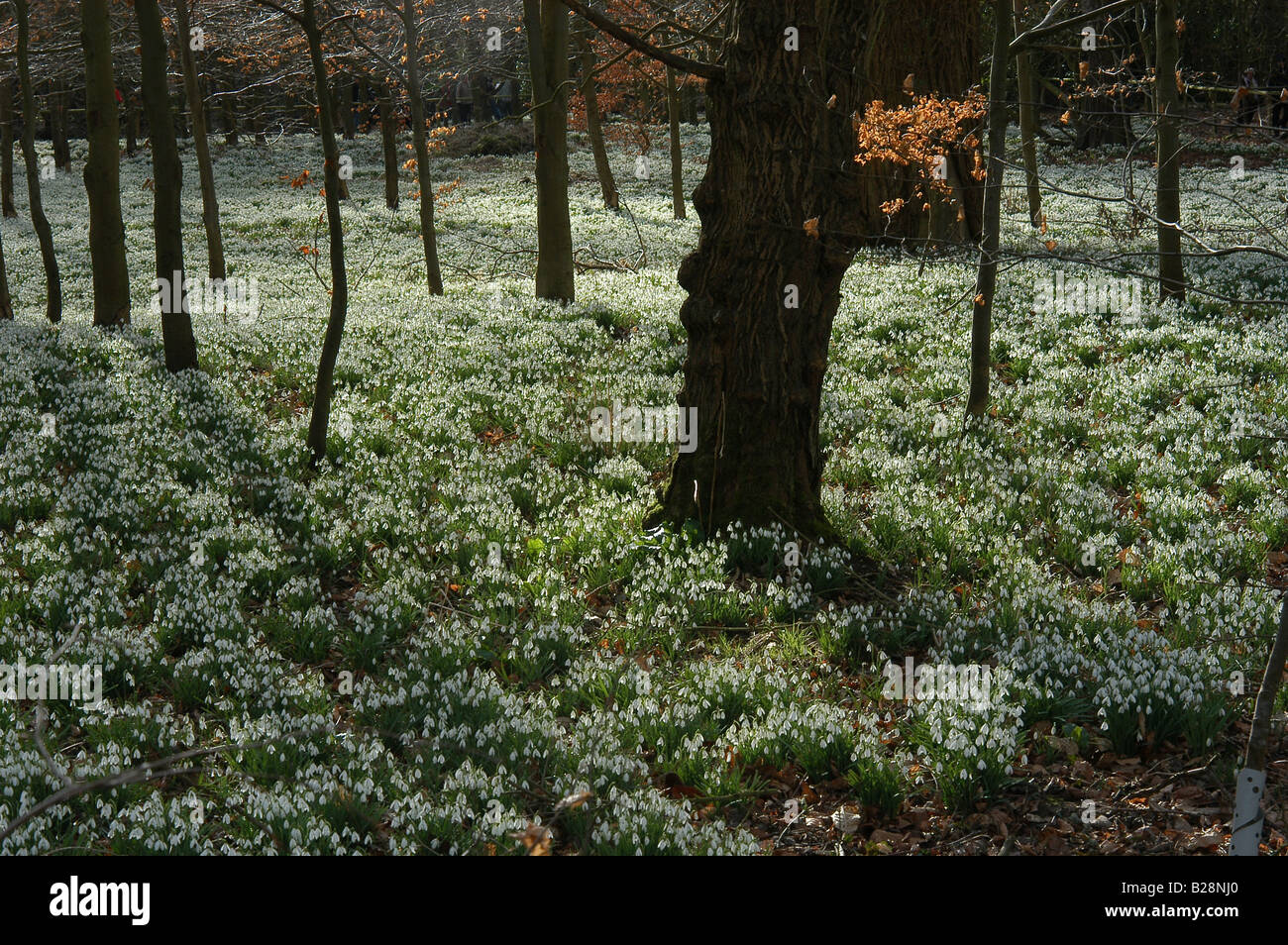 Snowdrop display hi-res stock photography and images - Alamy