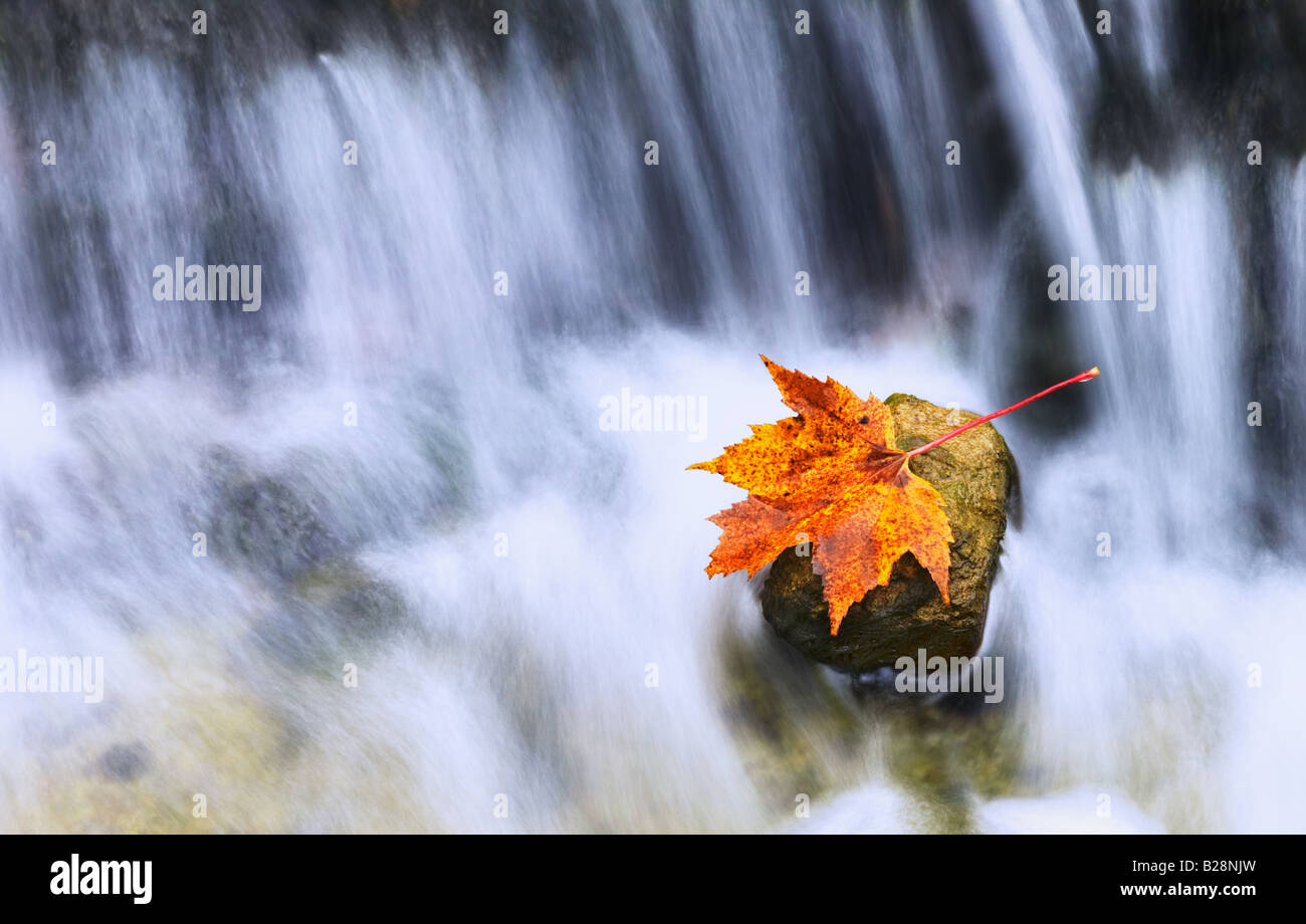 A solitary fallen autumn leaf lies on a rock at the base of a waterfall ...