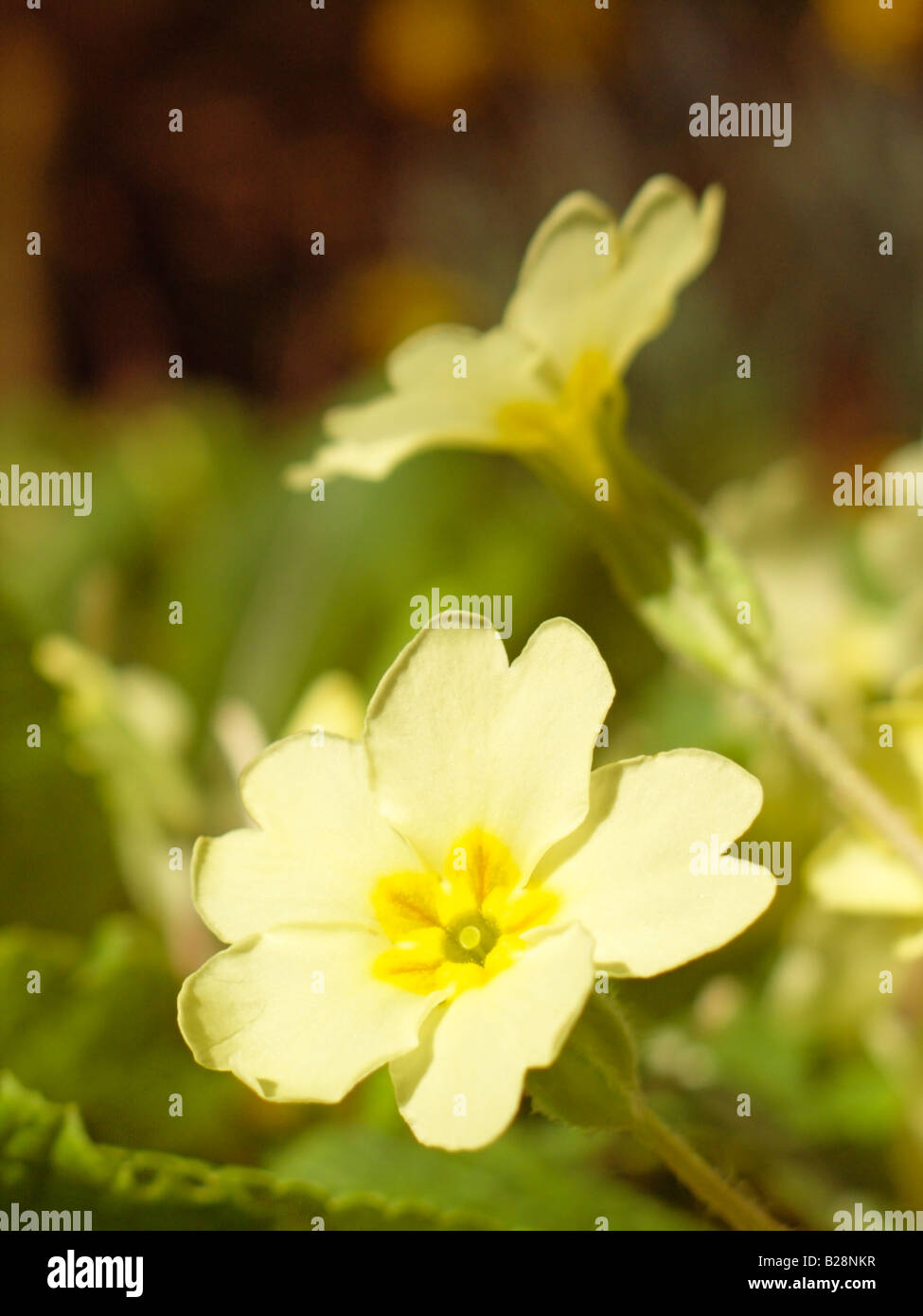 Primrose Primula vulgaris Spring Flower Flora fauna East Anglia Great ...