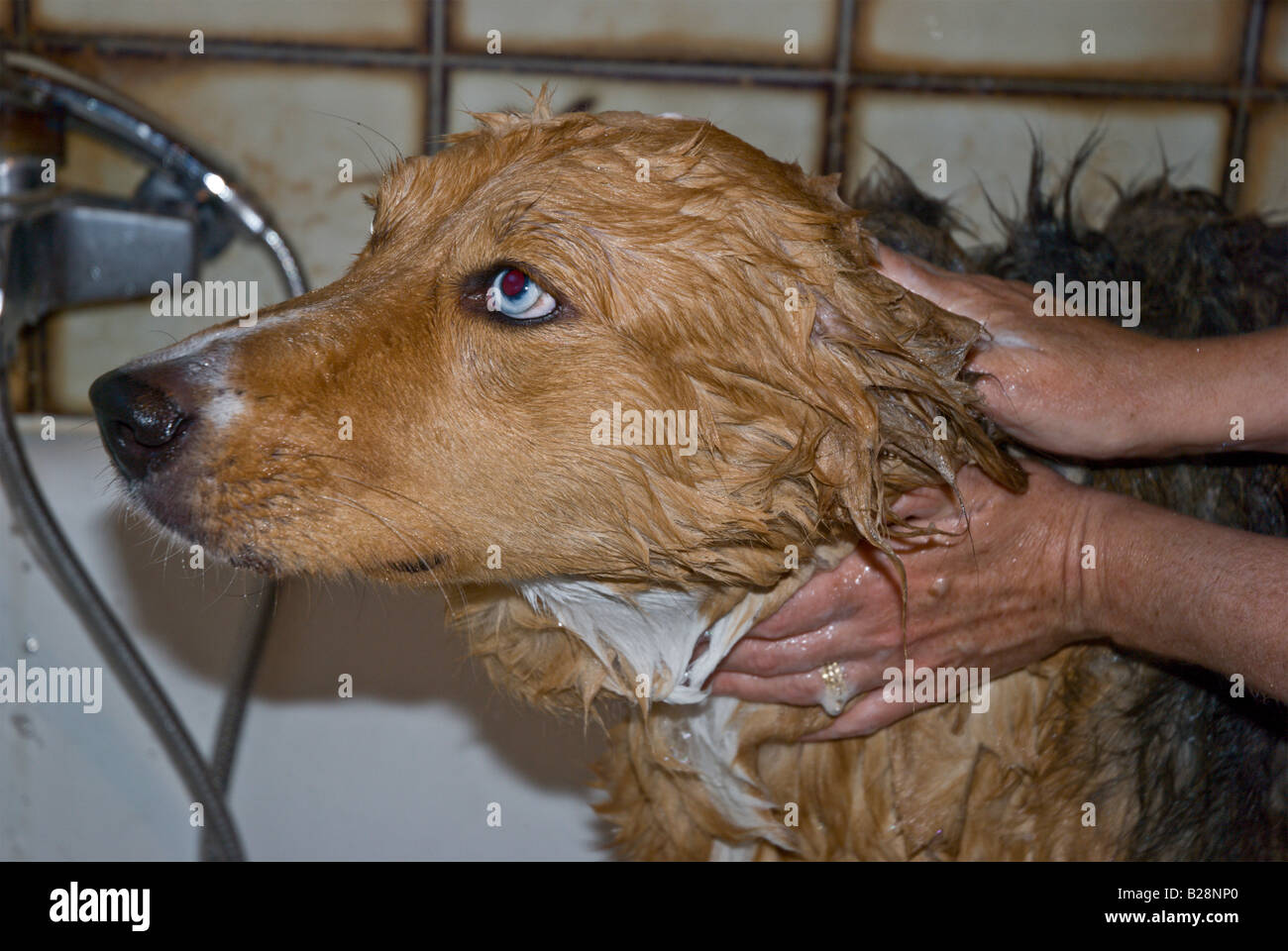 Family dog getting a bath in the tub Stock Photo - Alamy