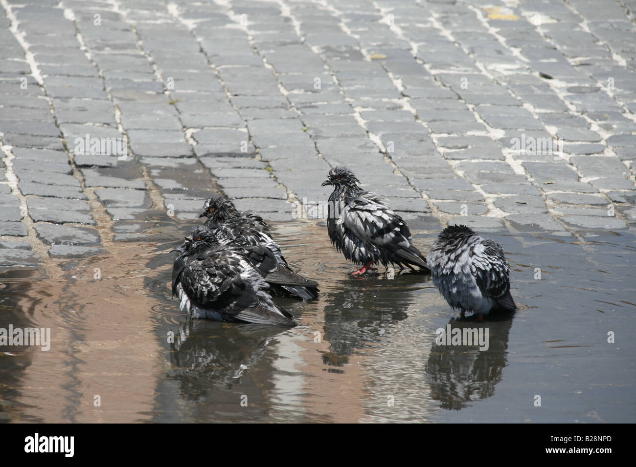 pigeon bathing in water puddle on street in town Stock Photo - Alamy