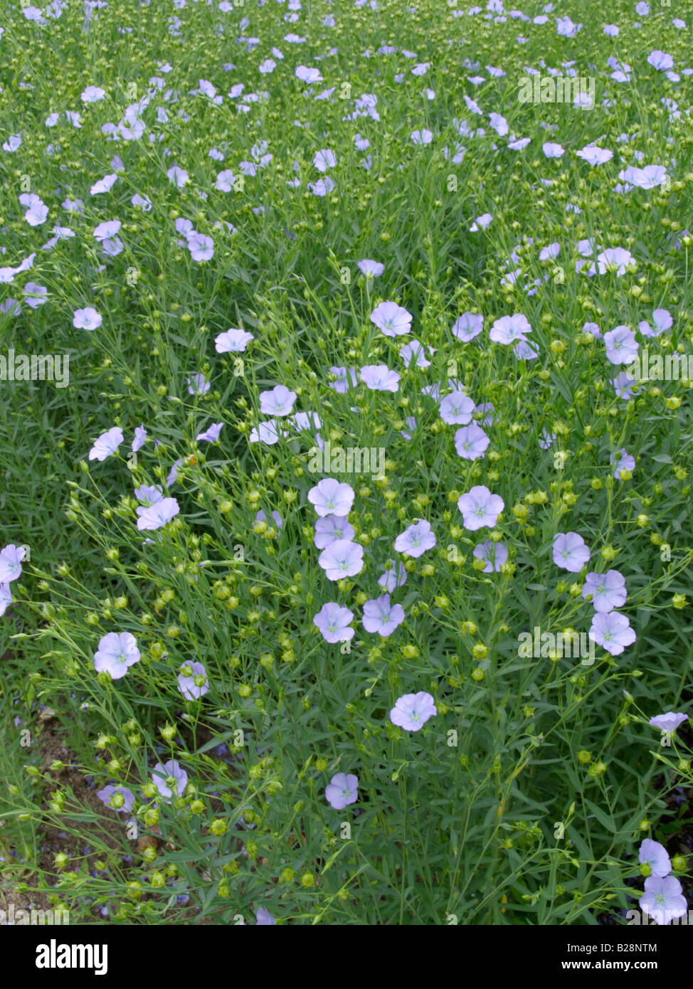 Common flax (Linum usitatissimum Stock Photo - Alamy