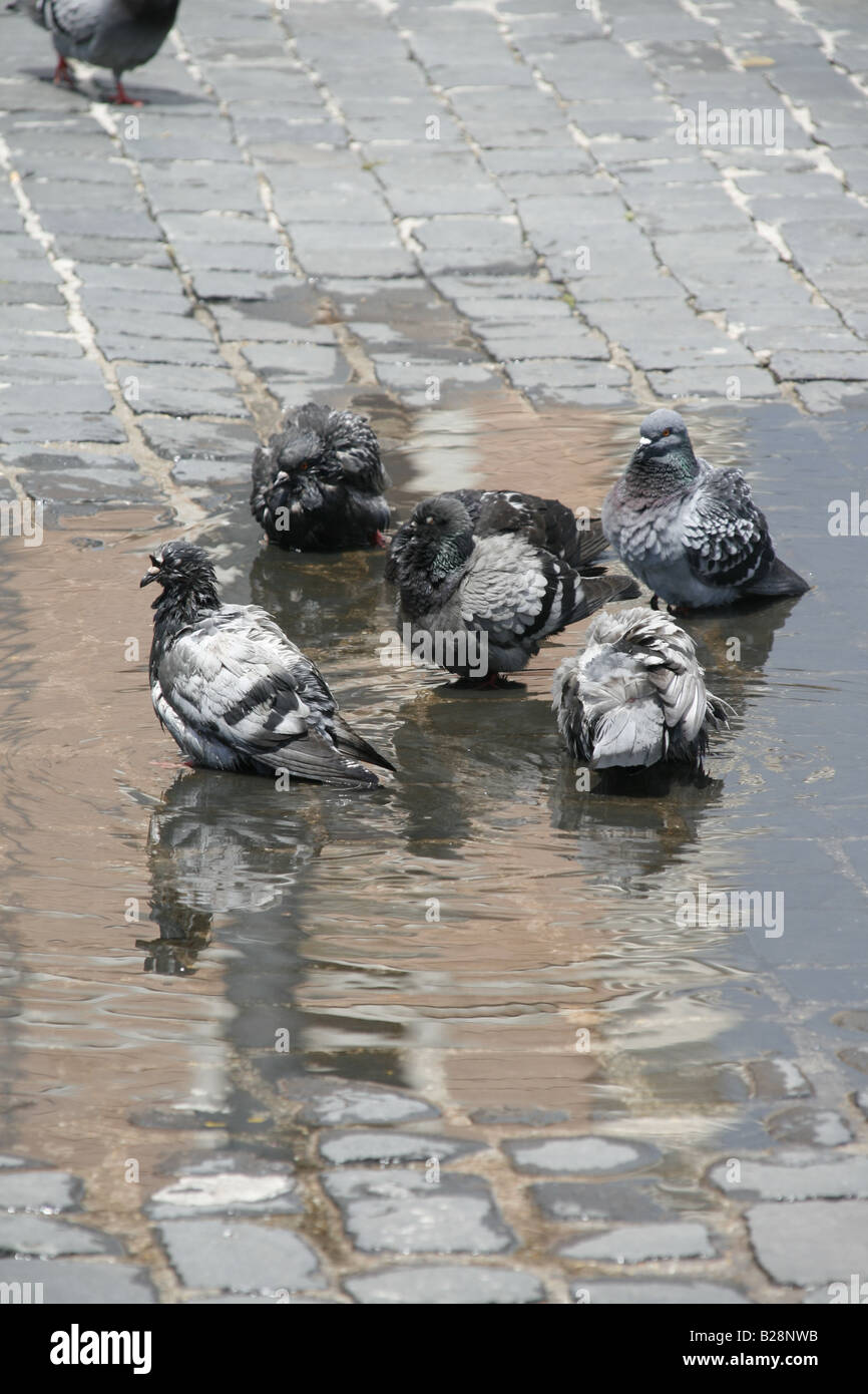 pigeons bathing in water puddle on street in town Stock Photo - Alamy