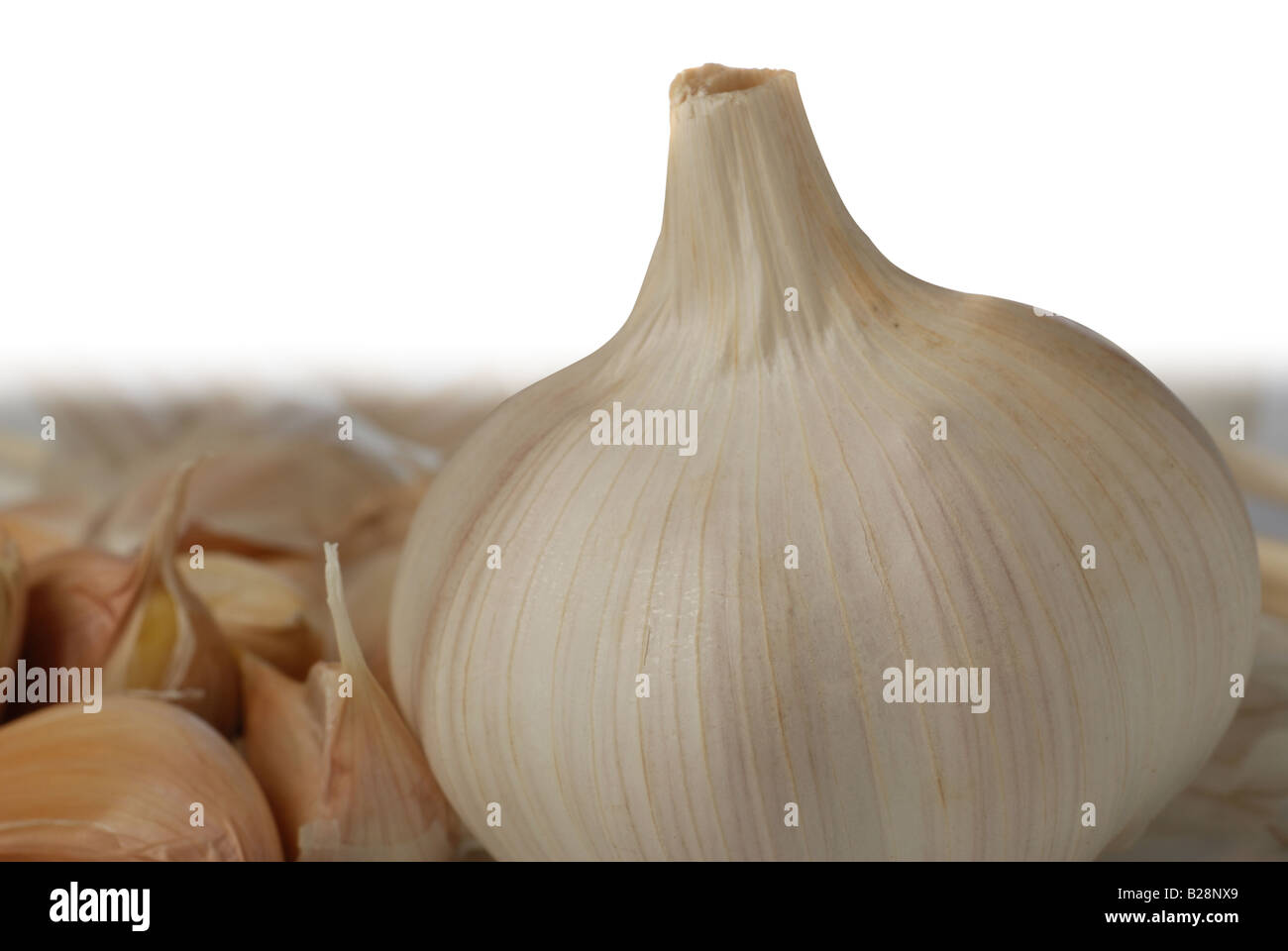 Garlic A head of garlic isolated on a white background Stock Photo - Alamy