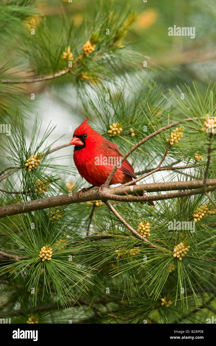 Cardinal Tree
