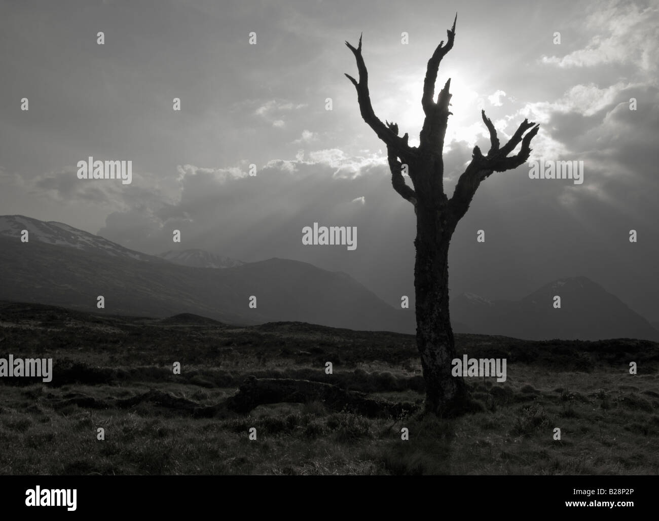 Lonely dead tree in the field Stock Photo - Alamy