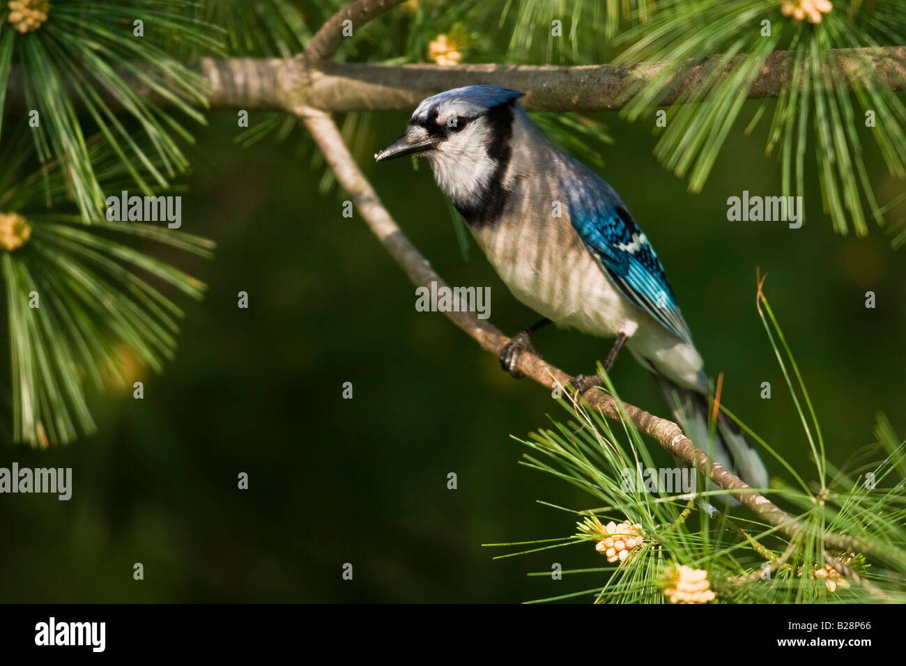 Blue jay in a pine hi-res stock photography and images - Alamy
