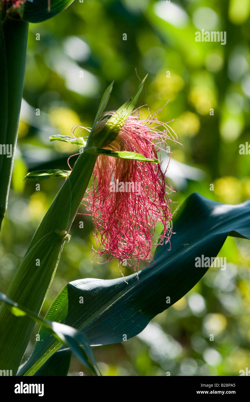 Maize flower hi-res stock photography and images - Alamy