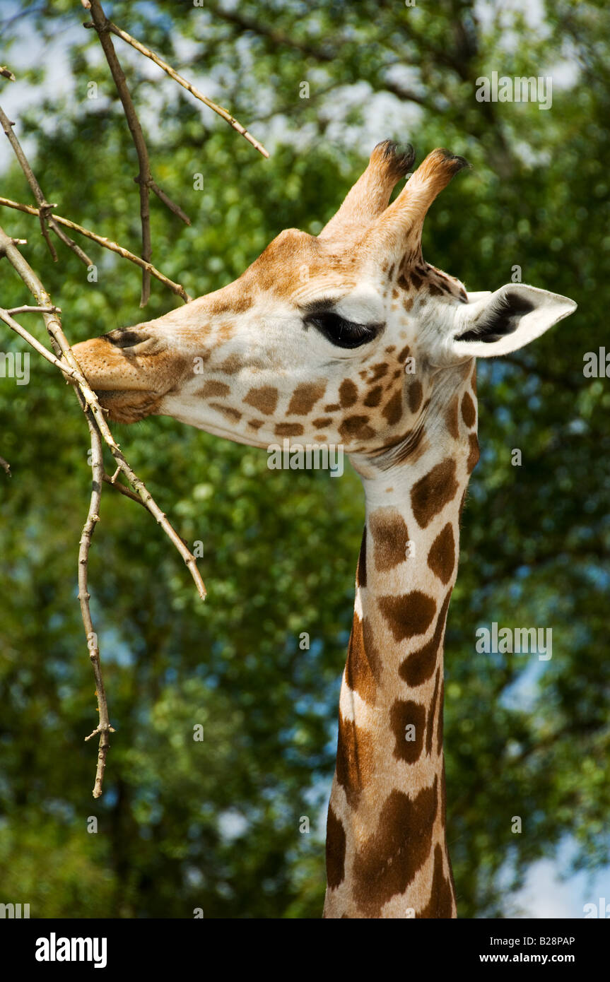 Reticulated giraffe head hi-res stock photography and images - Alamy