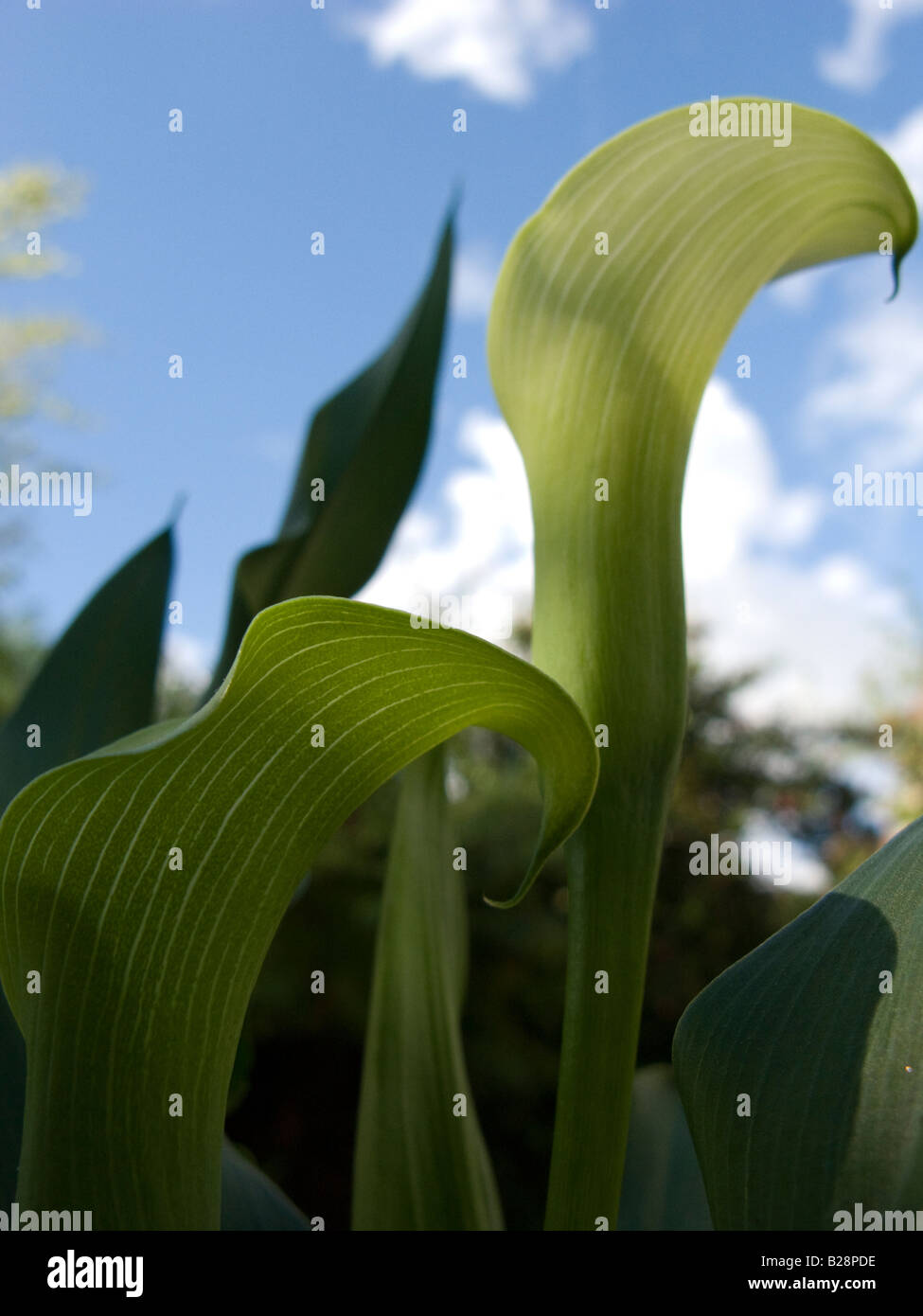 White Calla lillies Zantedeshia Crystal blush Stock Photo - Alamy