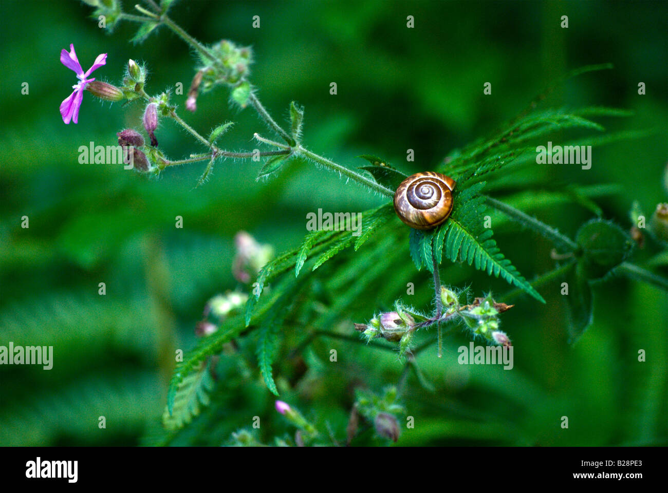 Fern snail hi-res stock photography and images - Alamy