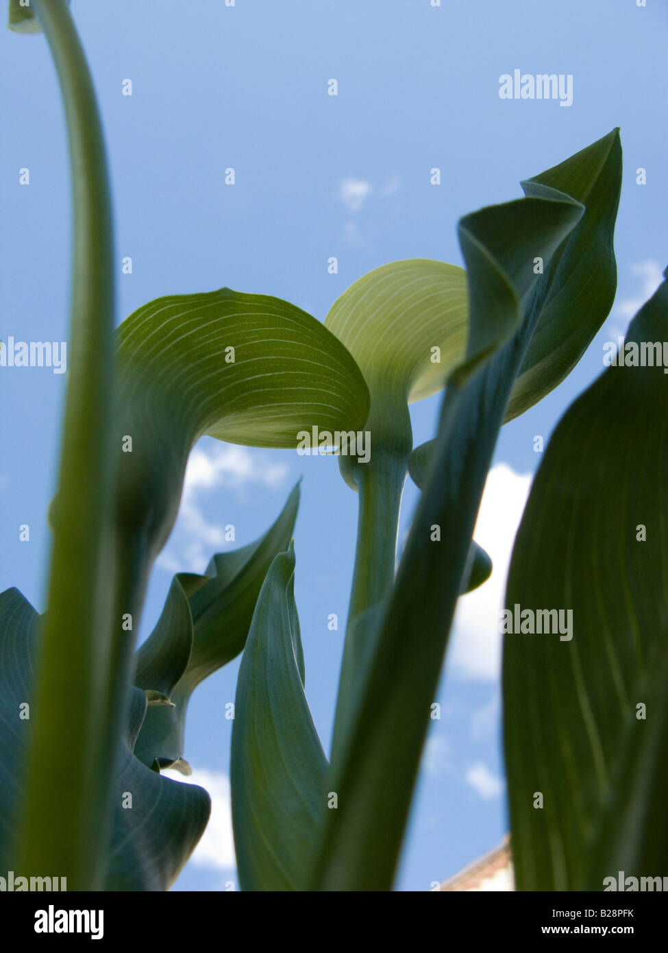 White Calla lillies Zantedeshia Crystal blush Stock Photo - Alamy
