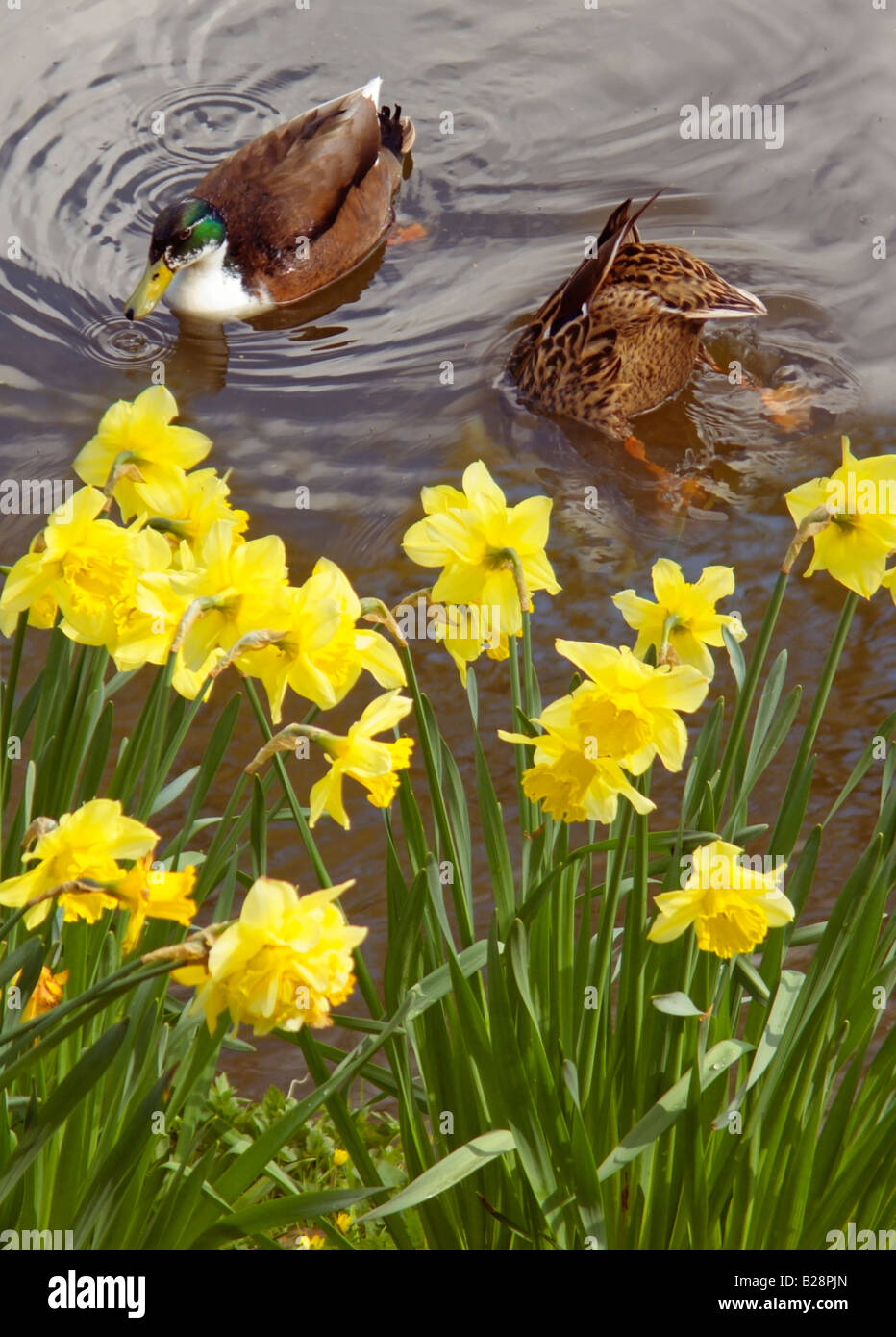 Daffodil Narcissus Spring Flower Scene Flora Fauna Suffolk England ...