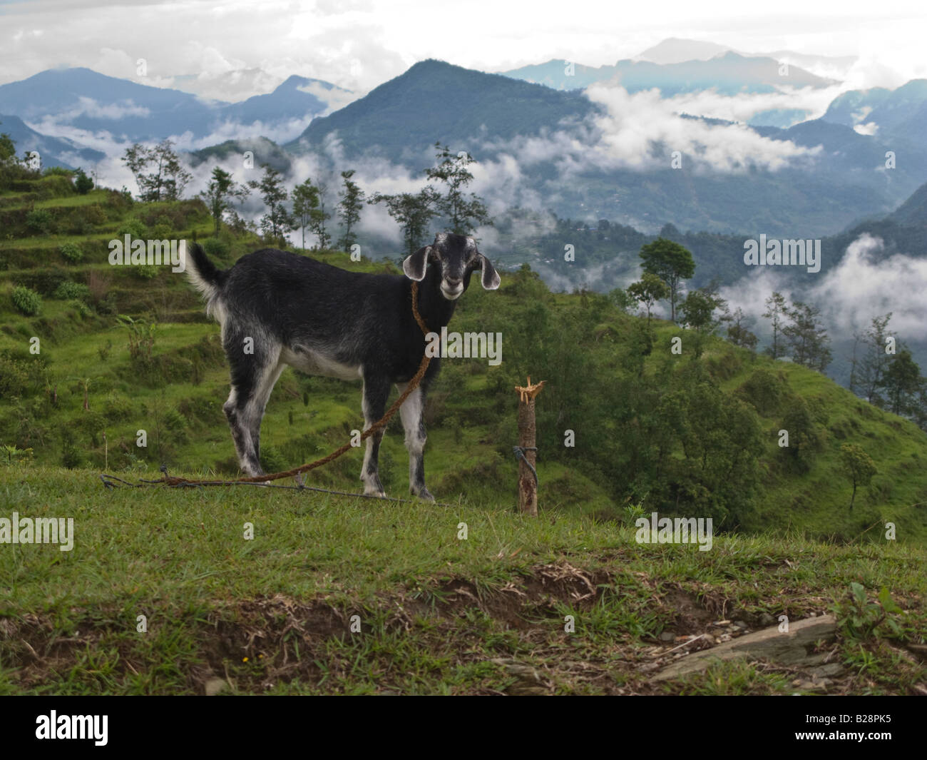 Tethered goat hi-res stock photography and images - Alamy