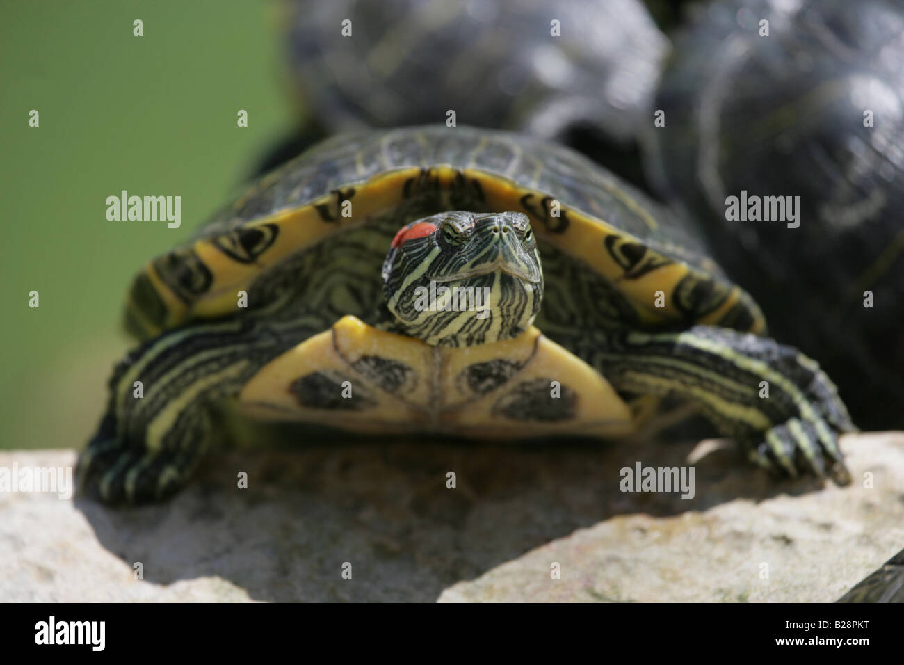 Turtle San Anton Palace Gardens Malta Stock Photo - Alamy